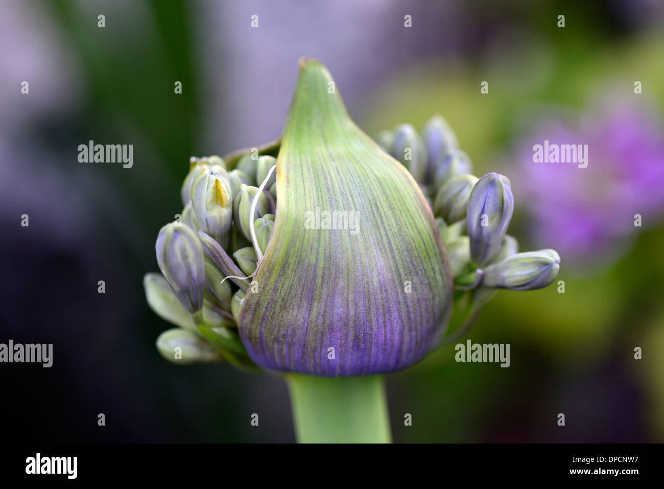 agapanthus glenavon flowerbud opening unopen unfold flowers perennials ...