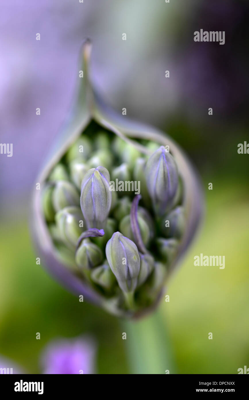 agapanthus glenavon flowerbud opening unopen unfold flowers perennials ...