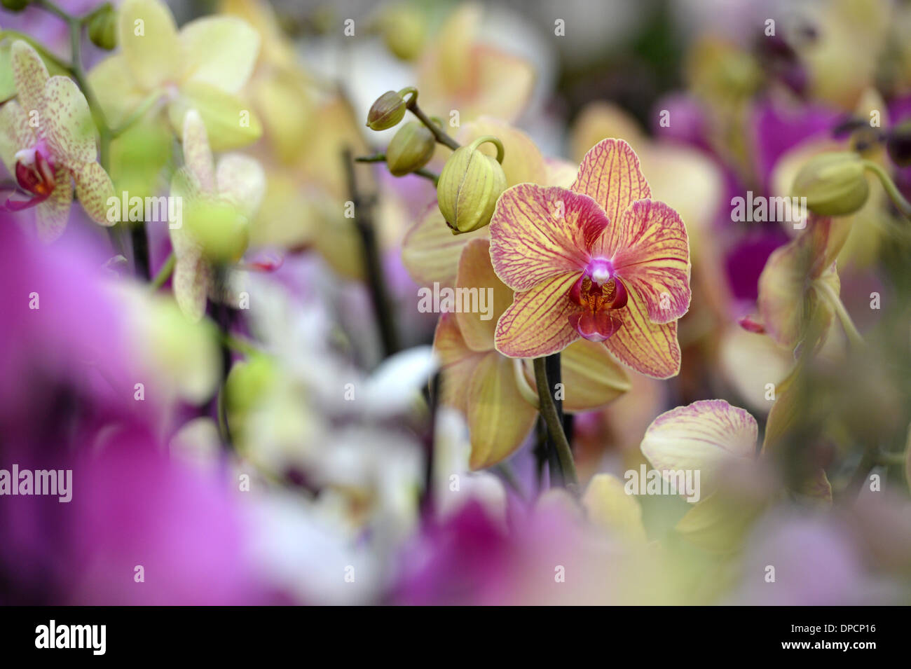 the estate Langerwisch, Germany. 09th Jan, 2014. Colorful orchids are ...