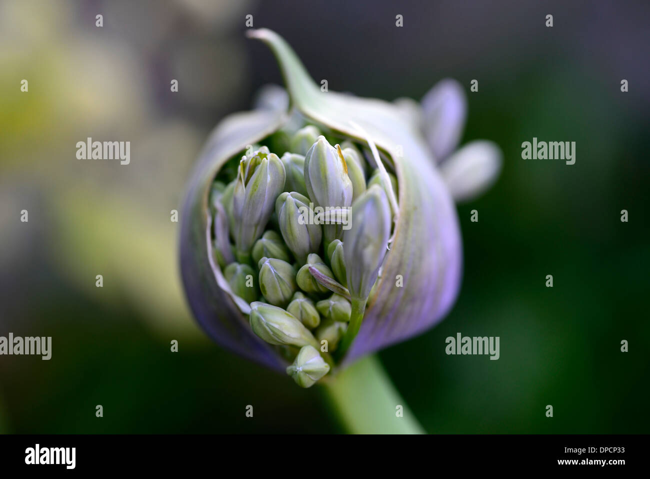 agapanthus glenavon flowerbud opening unopen unfold flowers perennials ...