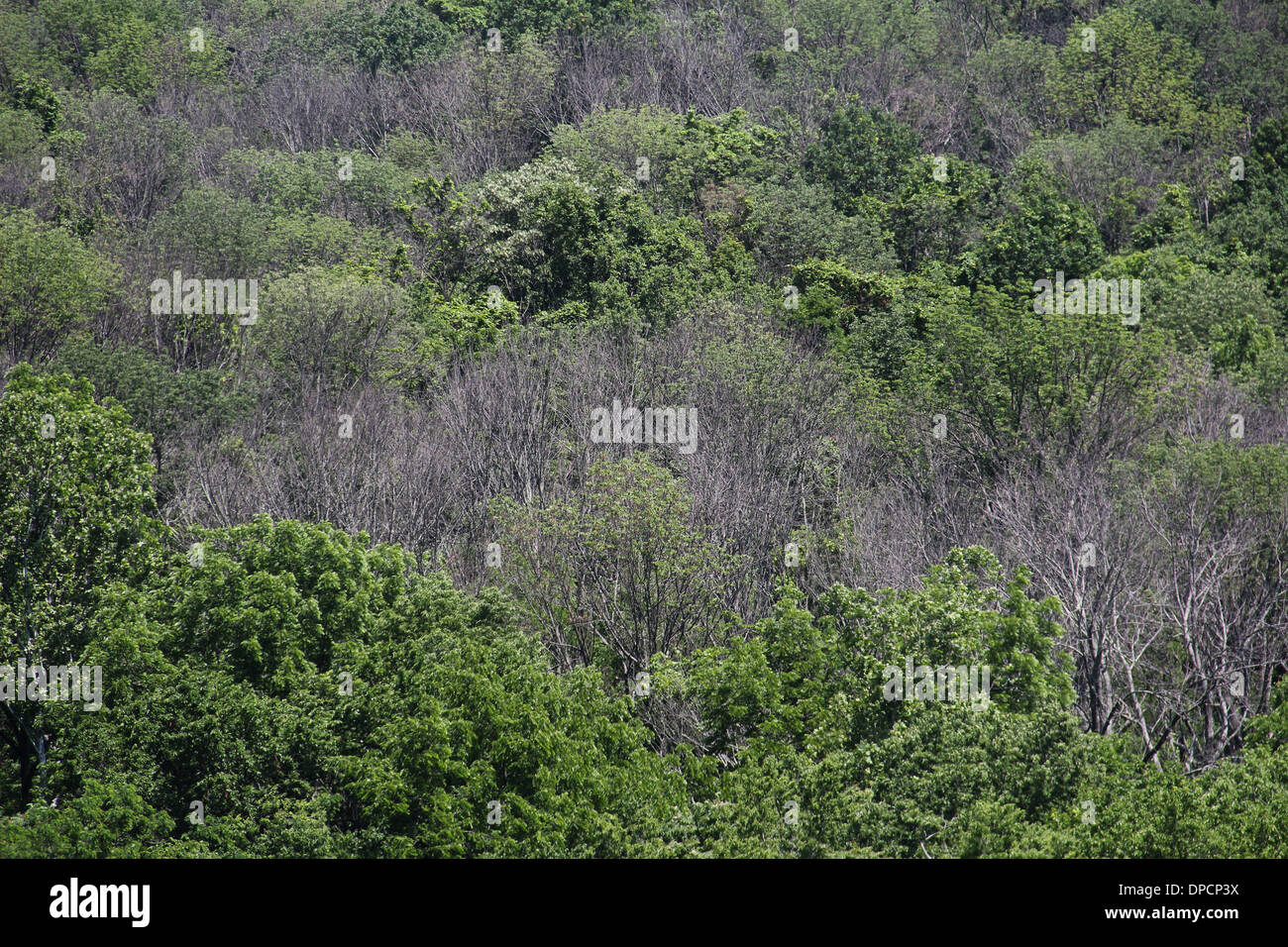 Dead ash trees from Ash Borer beetle Cincinnati Ohio Stock Photo - Alamy