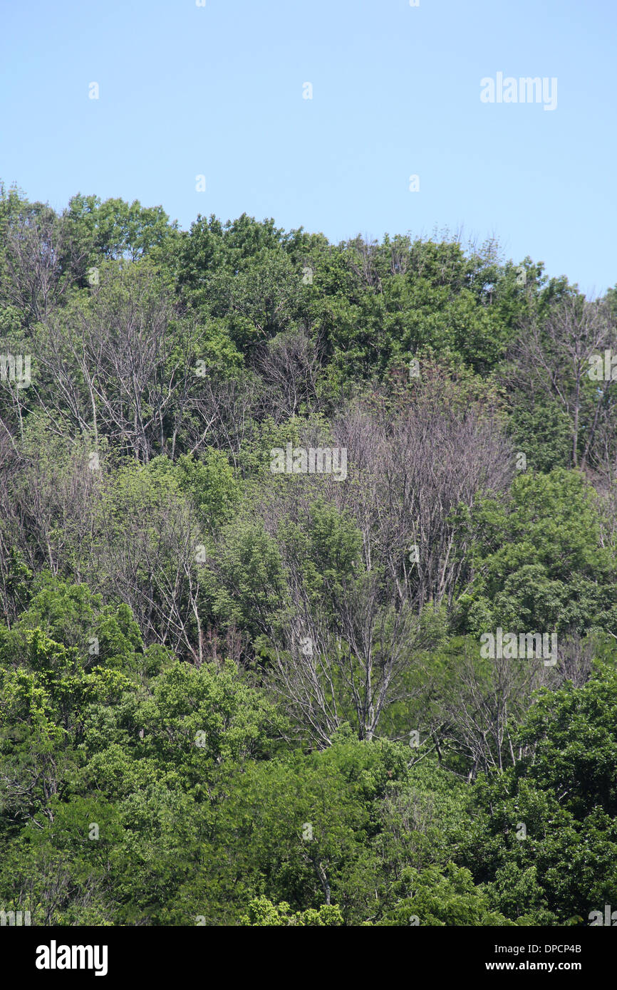 Dead ash trees from Ash Borer beetle Cincinnati Ohio Stock Photo - Alamy