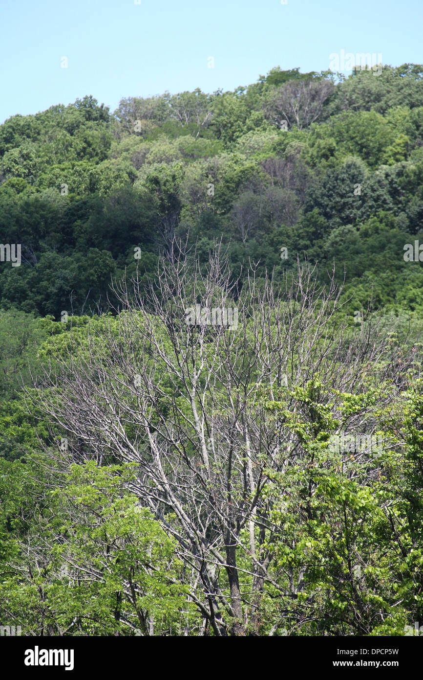 Dead ash trees from Ash Borer beetle Cincinnati Ohio Stock Photo - Alamy