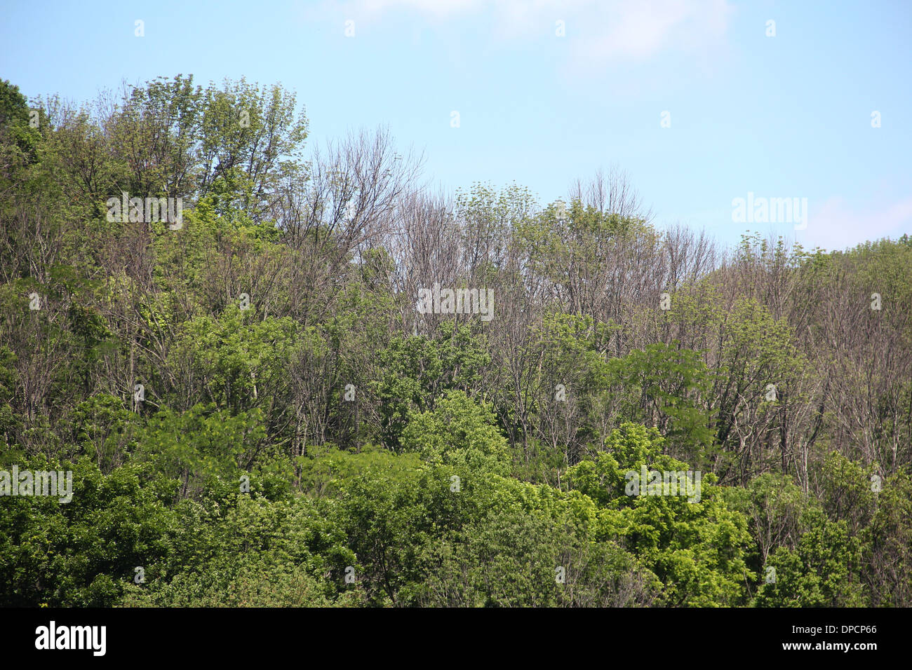 Dead ash trees from Ash Borer beetle Cincinnati Ohio Stock Photo - Alamy