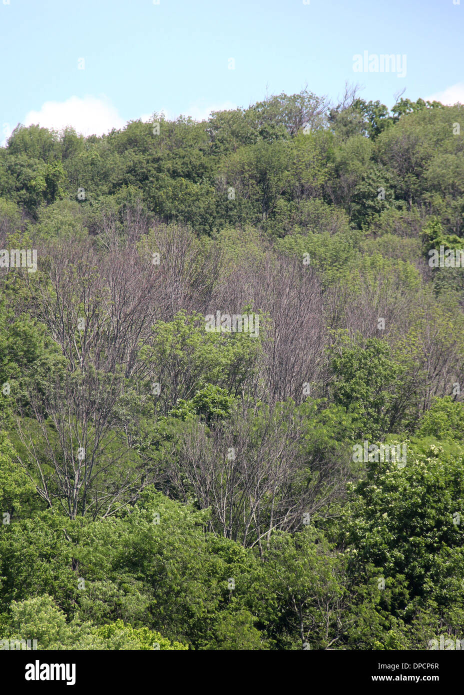 Ash borer beetle hi-res stock photography and images - Alamy