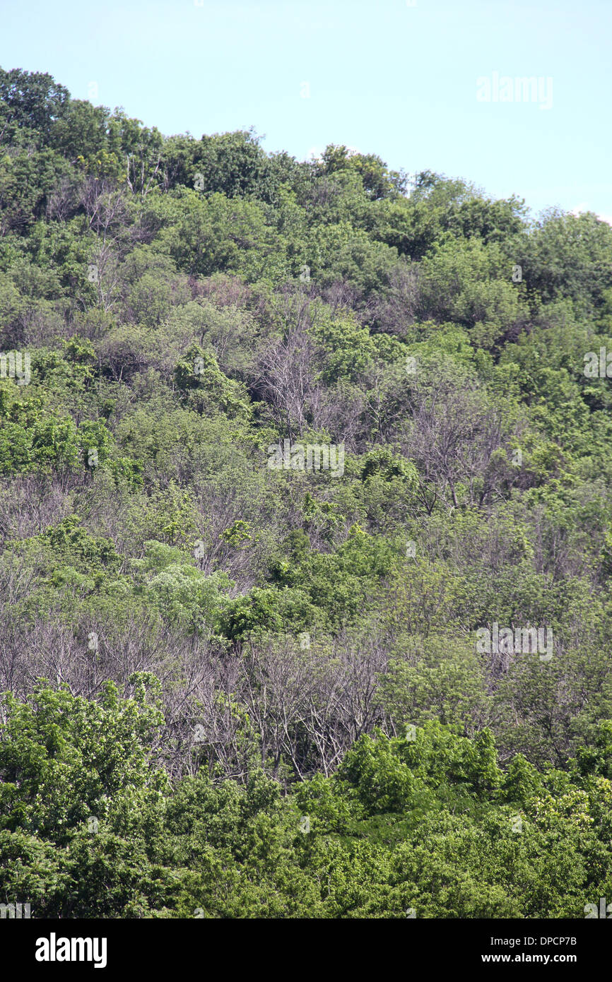 Dead ash trees from Ash Borer beetle Cincinnati Ohio Stock Photo - Alamy