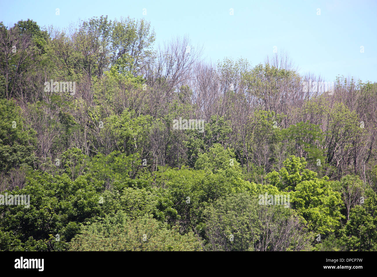 Dead ash trees from Ash Borer beetle Cincinnati Ohio Stock Photo - Alamy
