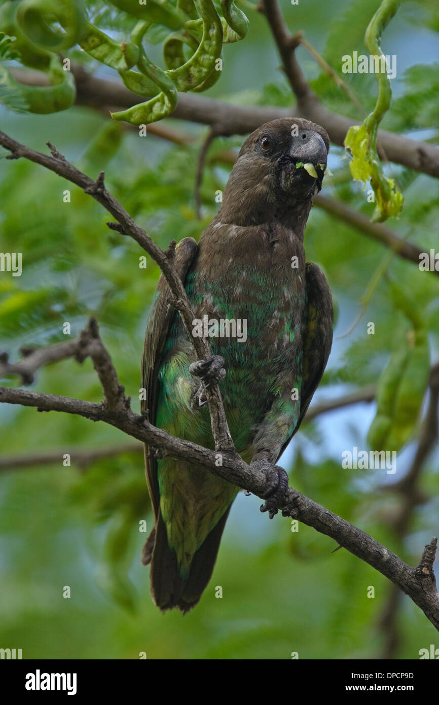 Red-bellied Parrot (Poicephalus rufiventris) female Stock Photo - Alamy