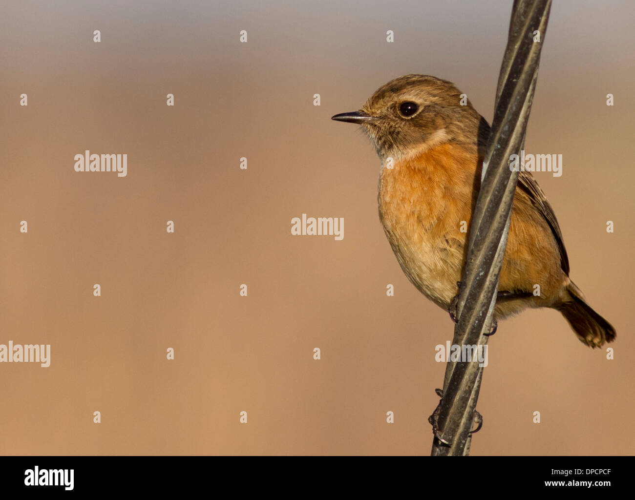 Stonechat female at RSPB Rainham Marshes, Essex 12.01.2014 Stock Photo ...