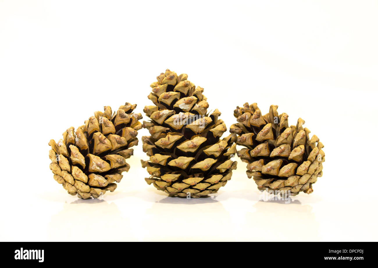 Three fir cones on a white background Stock Photo - Alamy