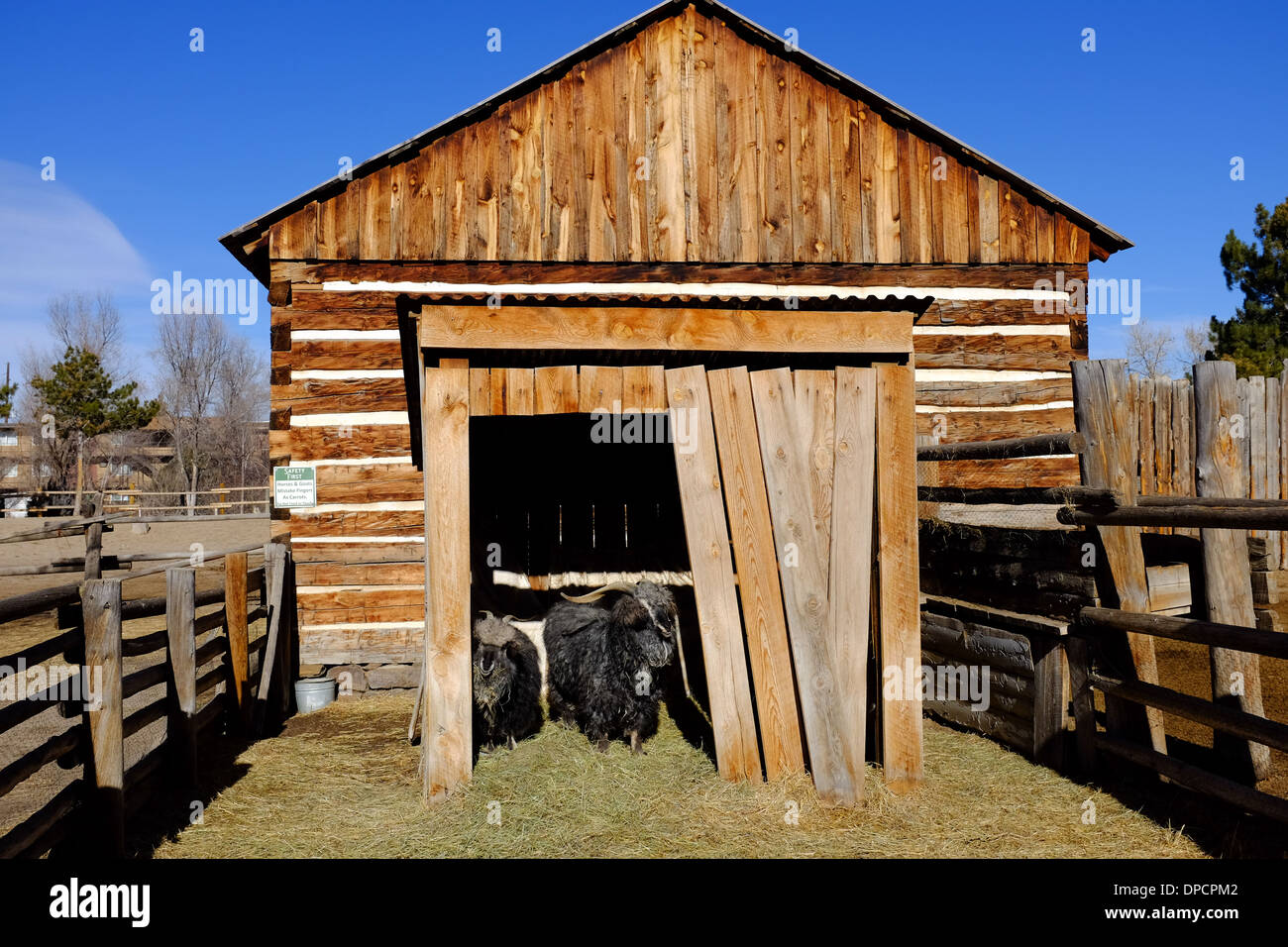 Two goats in a pen at Four Mile Historic Park in Denver, Colorado Stock ...