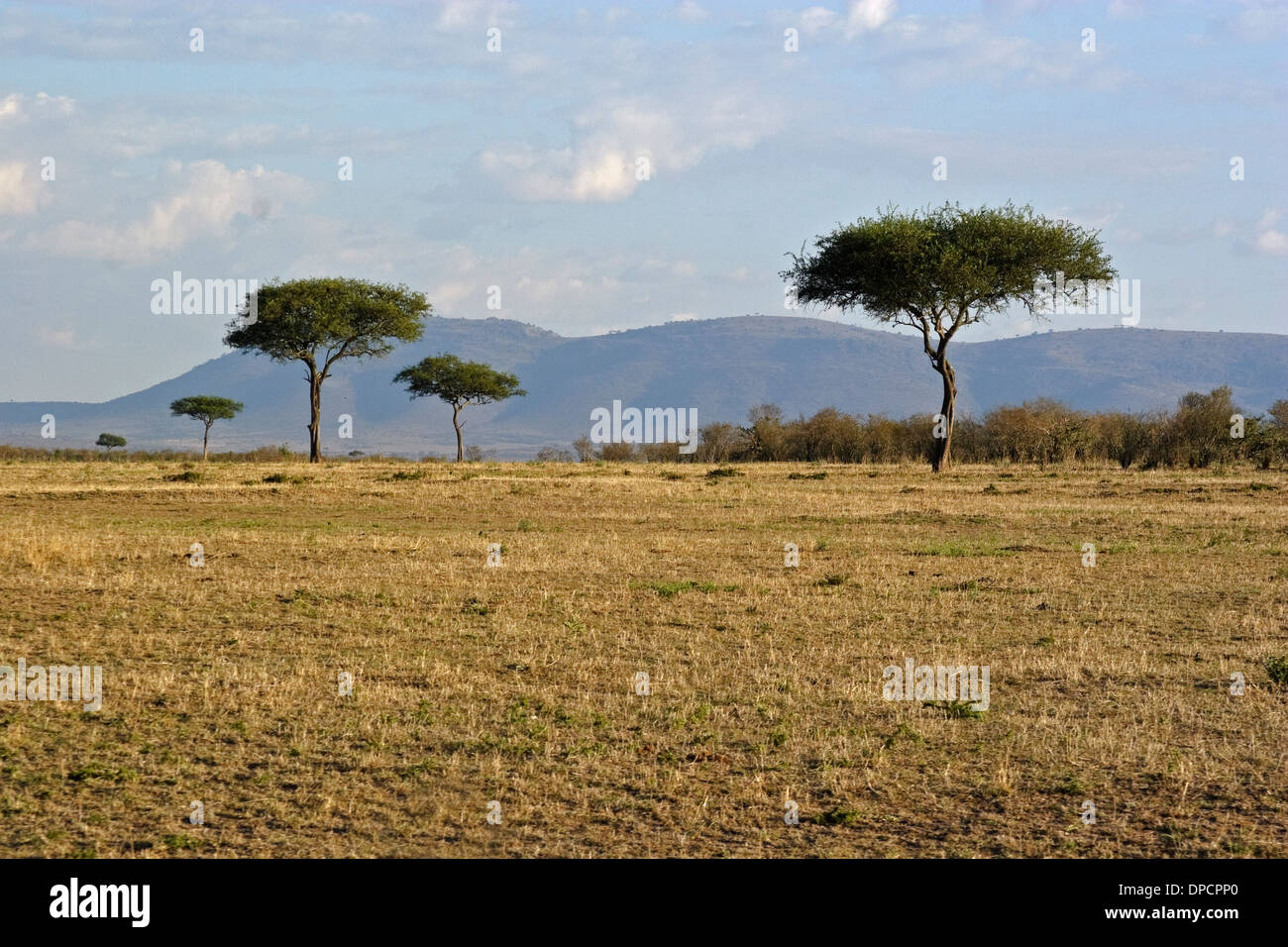 Acacia trees in maasai mara hi-res stock photography and images - Alamy