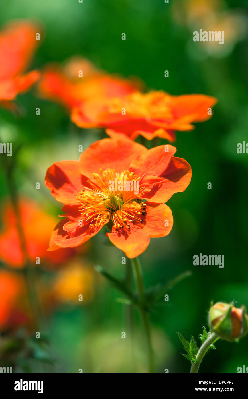Red garden flowers hi-res stock photography and images - Alamy