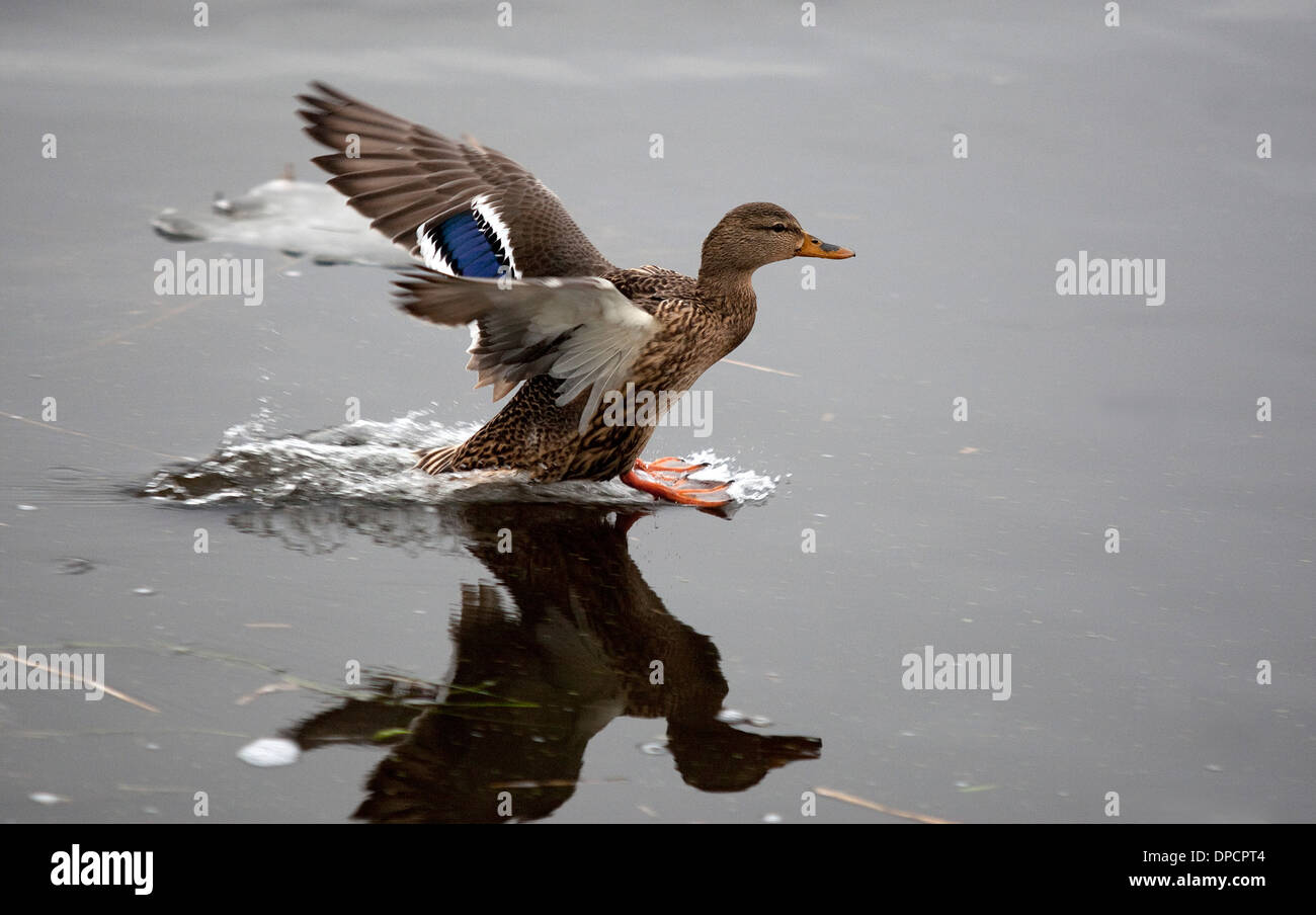 Landing duck hi-res stock photography and images - Alamy