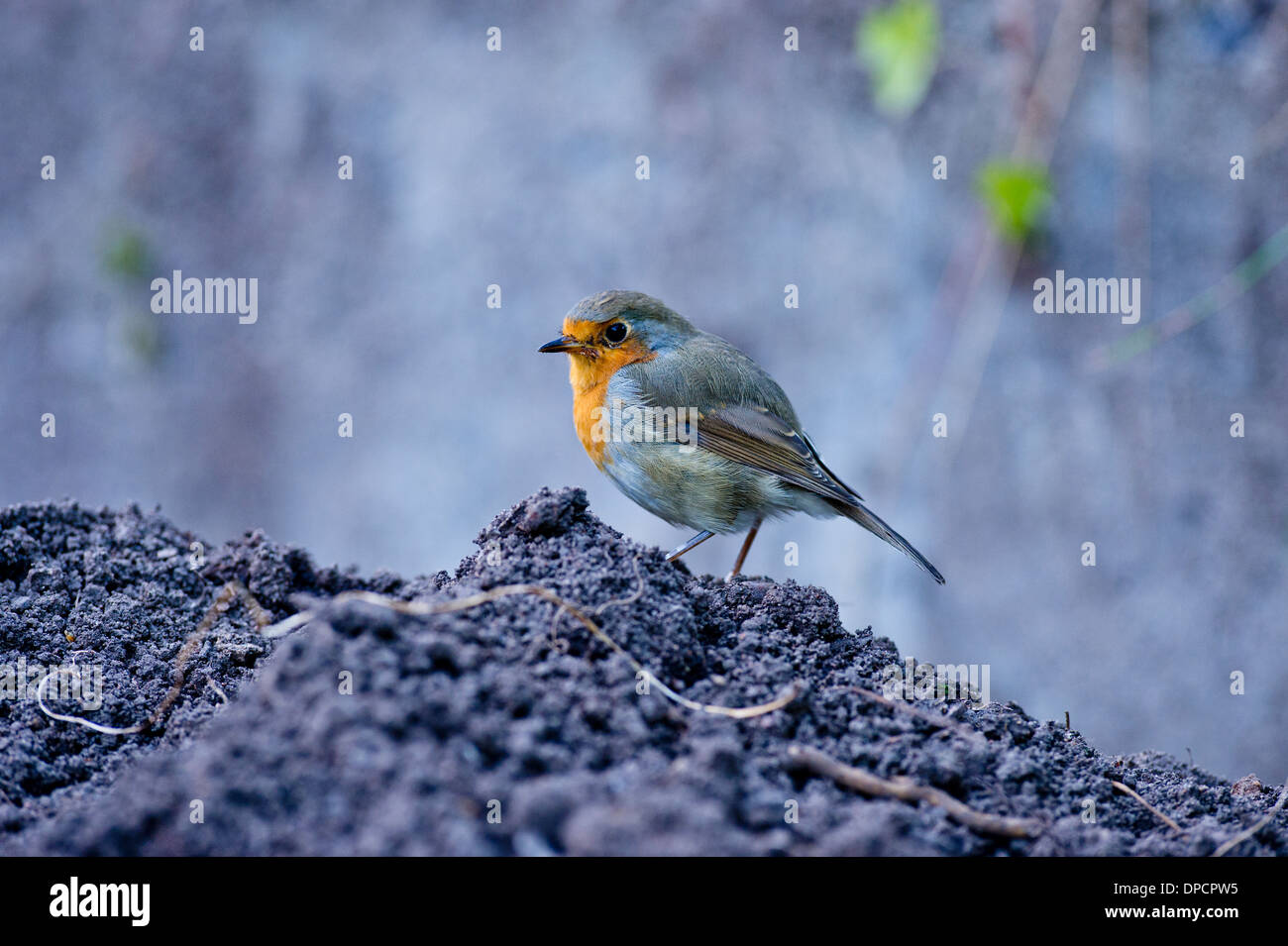 Common garden bird hi-res stock photography and images - Alamy