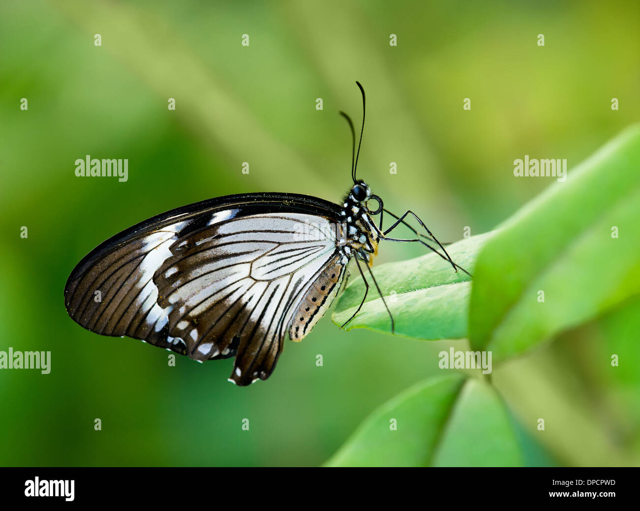 African Swallowtail butterfly (Papilio dardanus), aka Flying ...