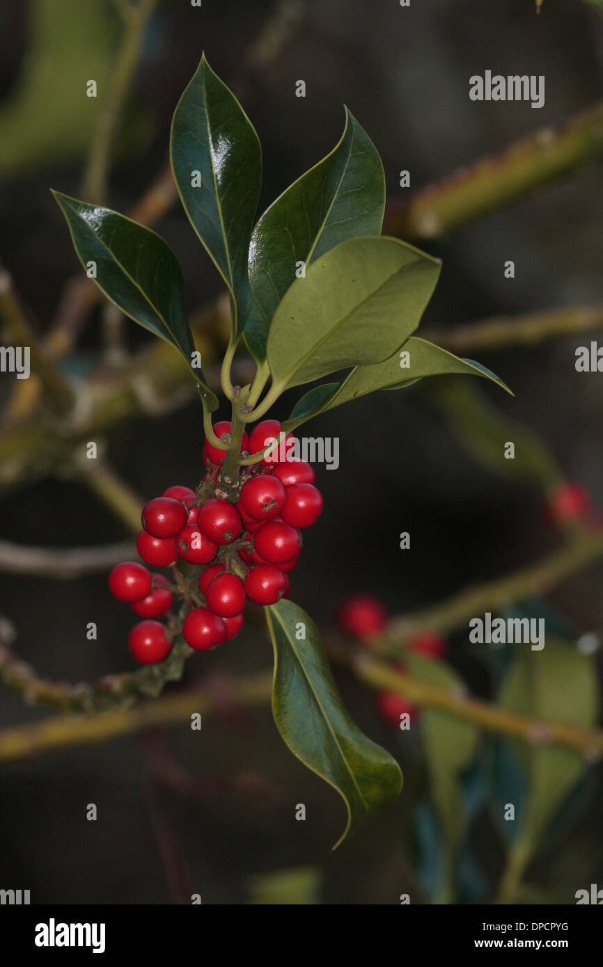 Cluster of holly berries hi-res stock photography and images - Alamy