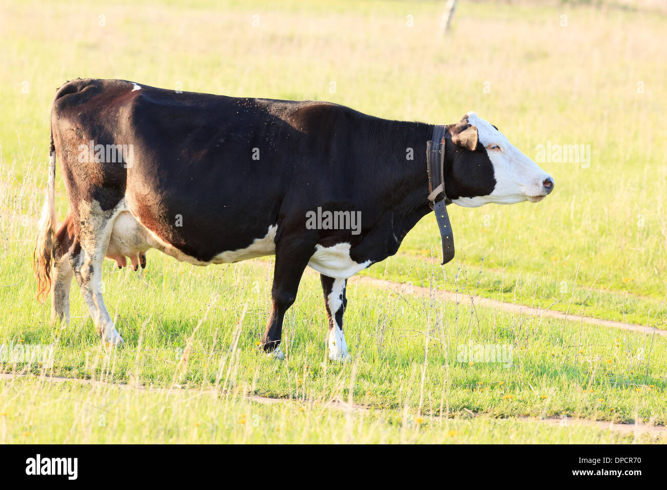 Hornless cow hi-res stock photography and images - Alamy