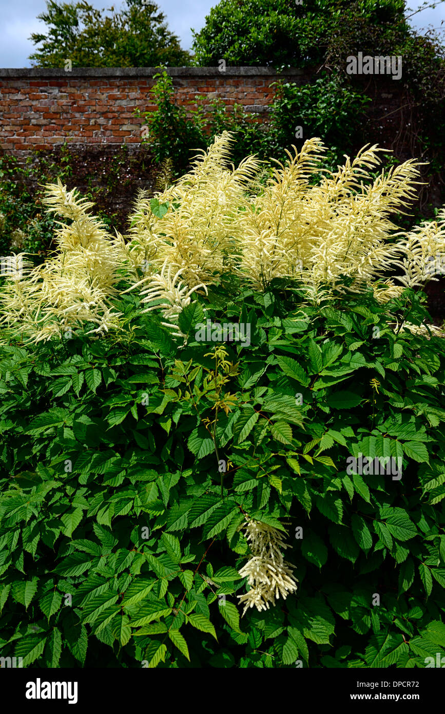Astilbe rivularis rhizomatous herbaceous perennial attractive leaves ...