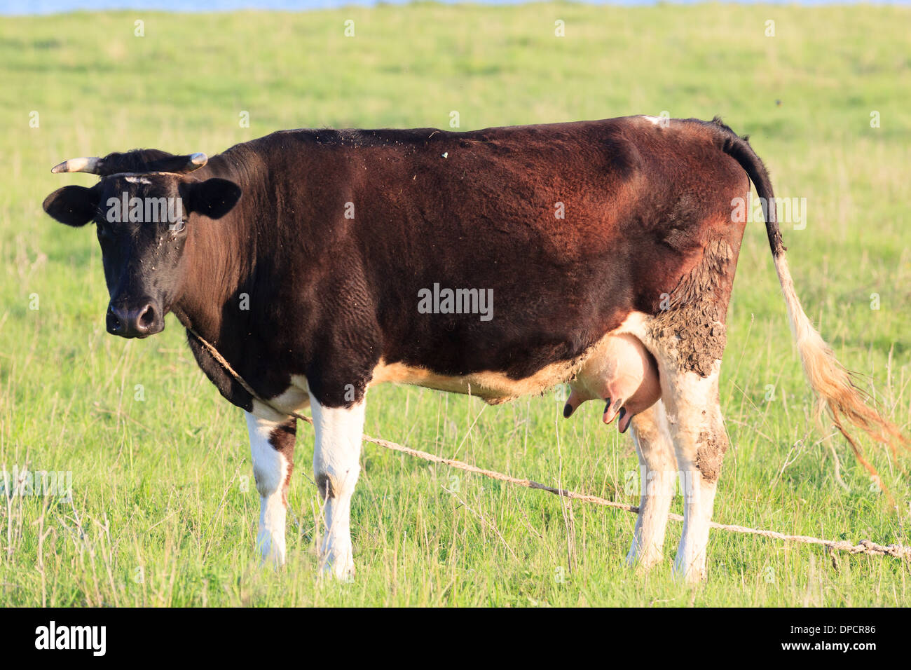 Cow on leash hi-res stock photography and images - Alamy