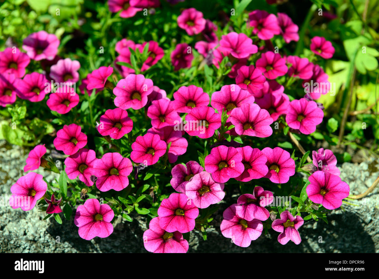 Pink Bacopa