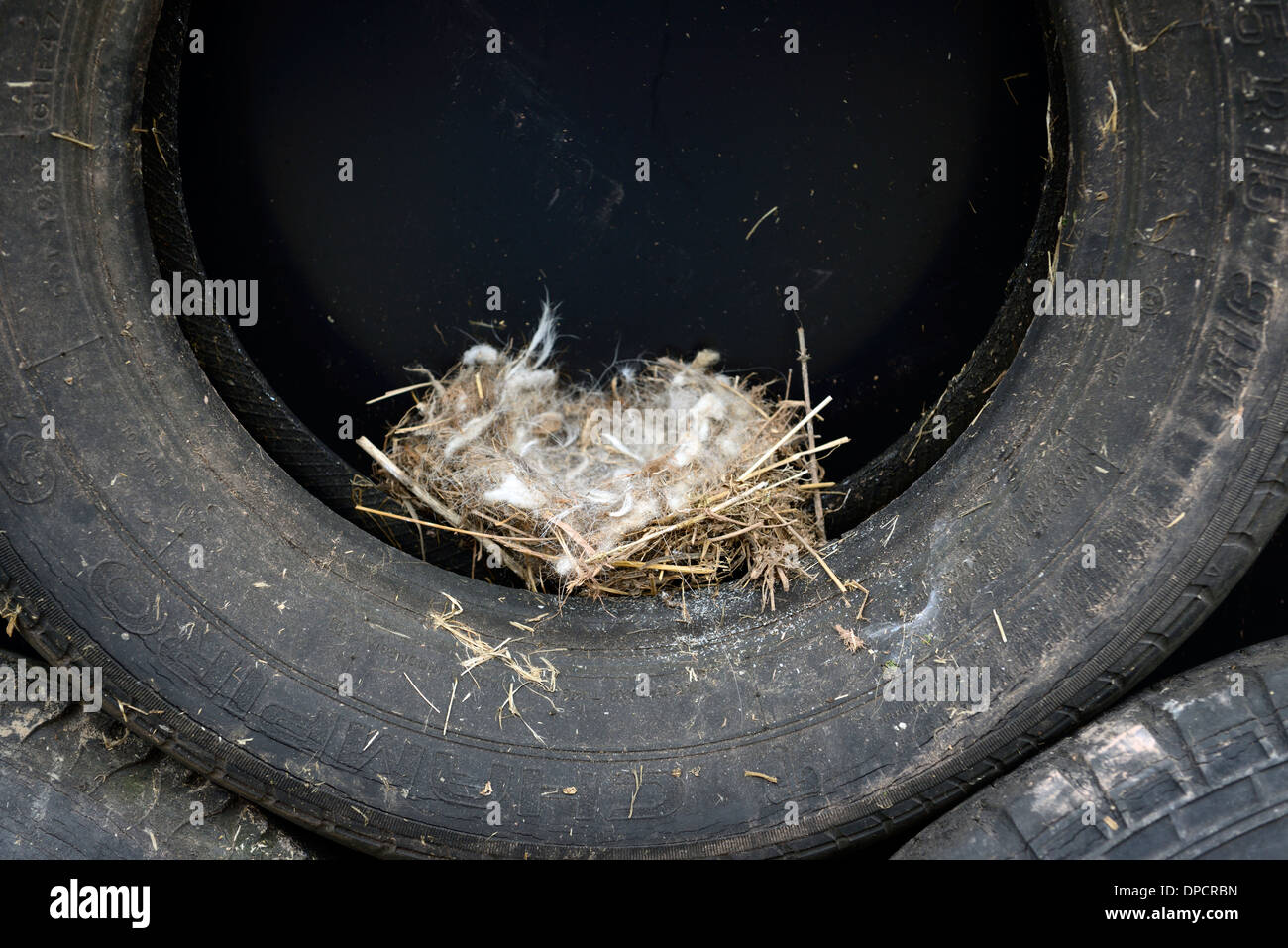 birds nest in black tyre tire stack silage pit farm unusual open ...