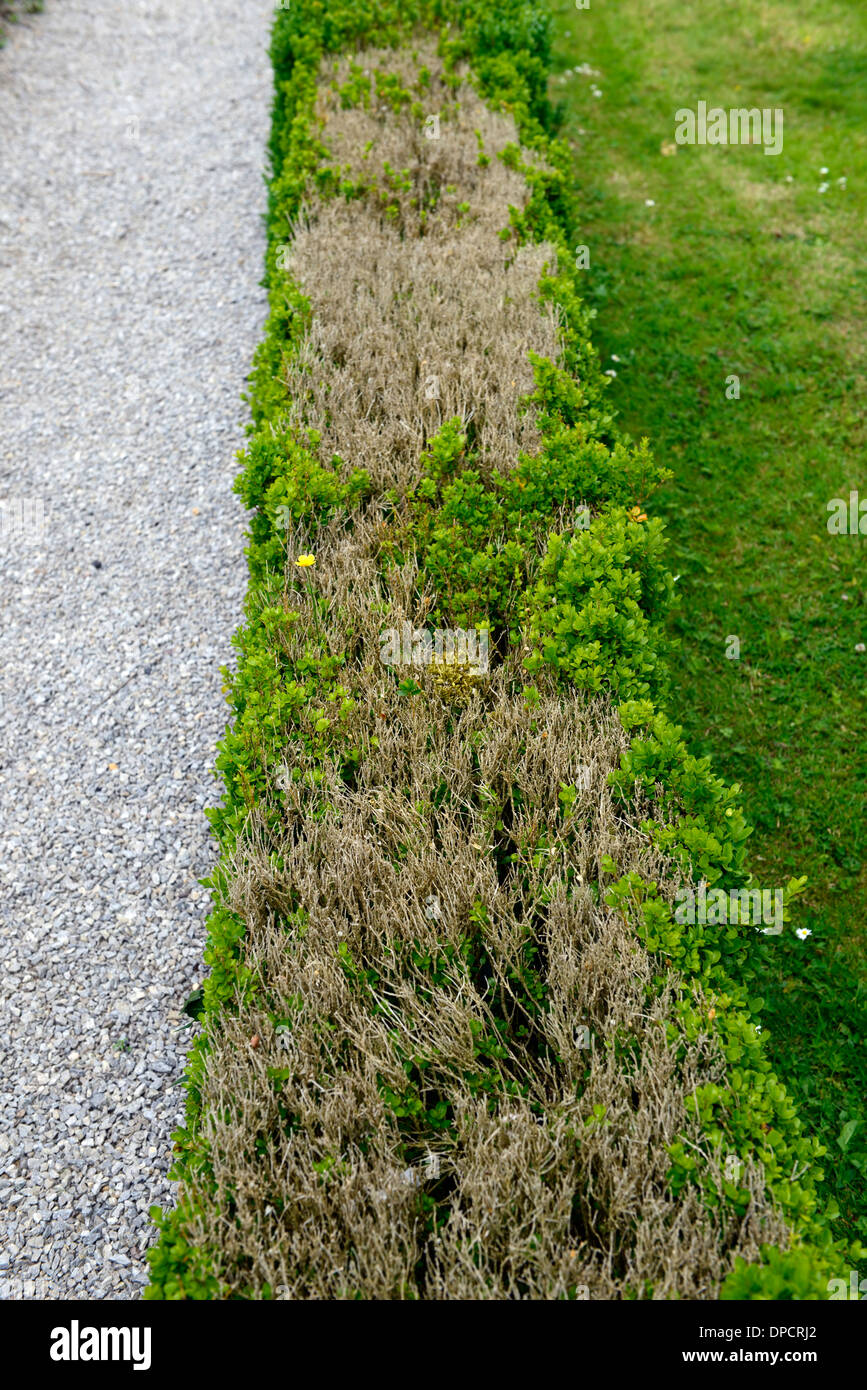 buxus box hedge damage damaged box blight evergreens shrubs hedges ...