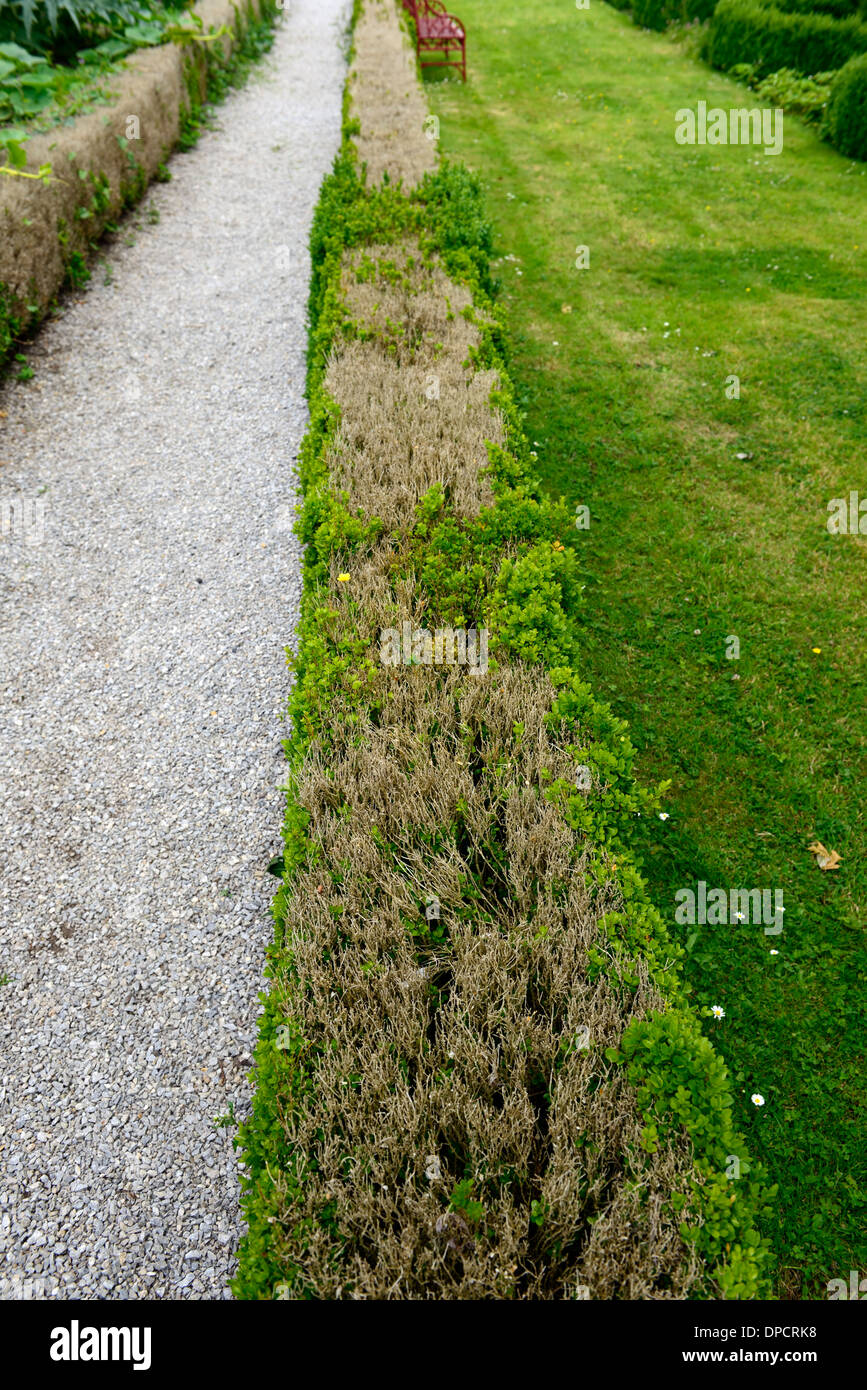 Box blight hi-res stock photography and images - Alamy