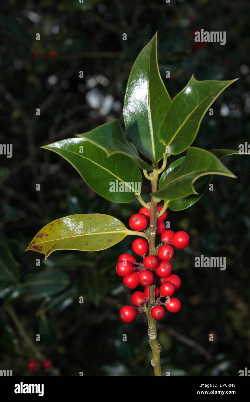 Cluster of holly berries hi-res stock photography and images - Alamy