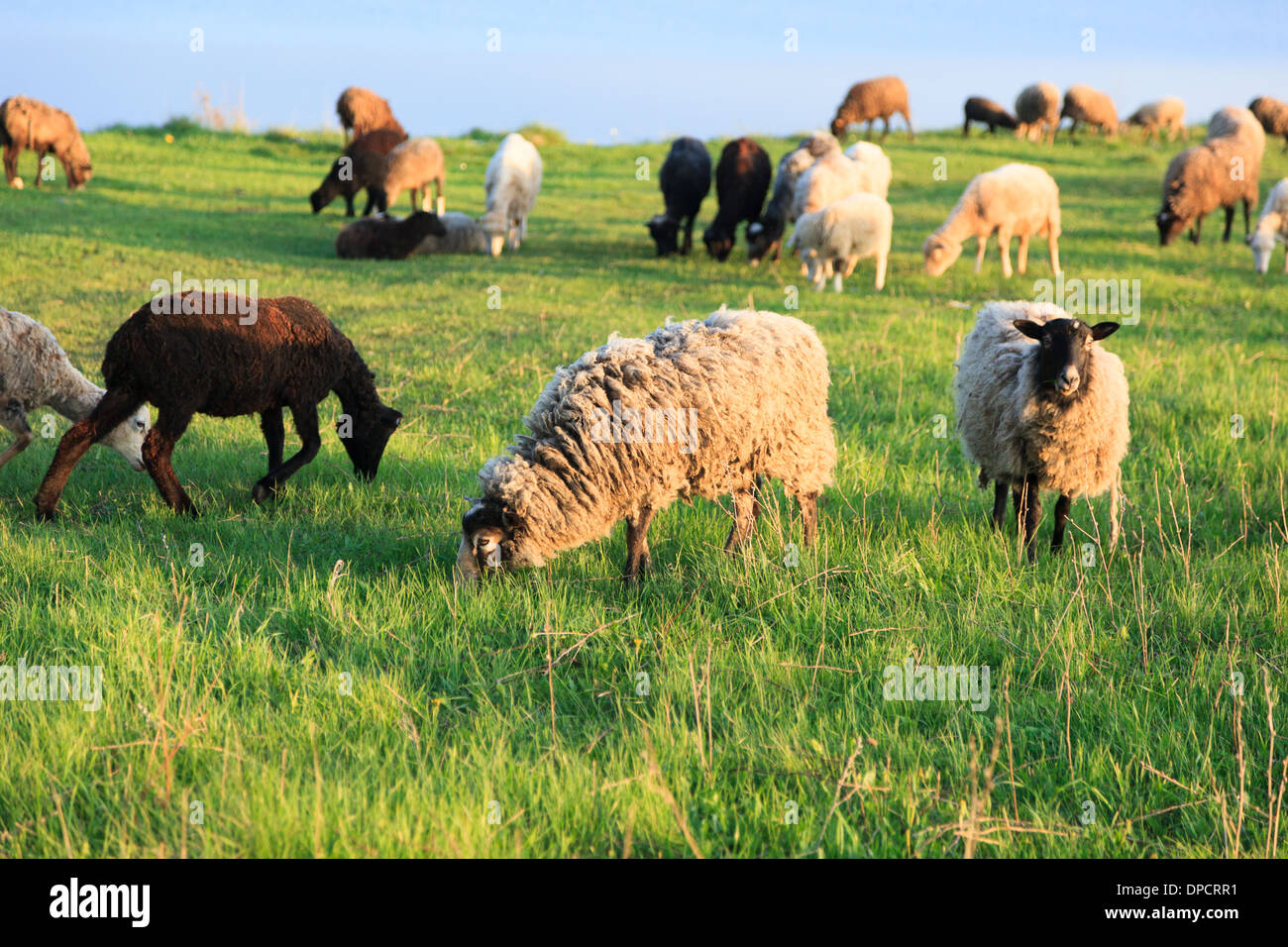 Sheep animal hi-res stock photography and images - Alamy