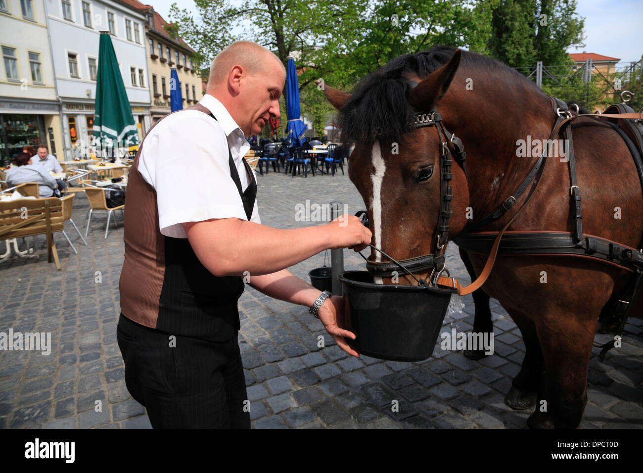 Coachman feeds his Horses at Frauenplan, Weimar, Thuringia, Germany ...