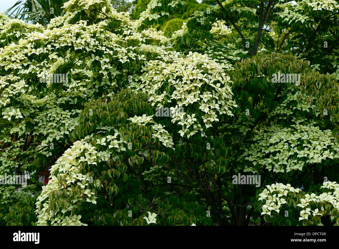cornus kousa white flowers flowering tree mount usher gardens avoca ...
