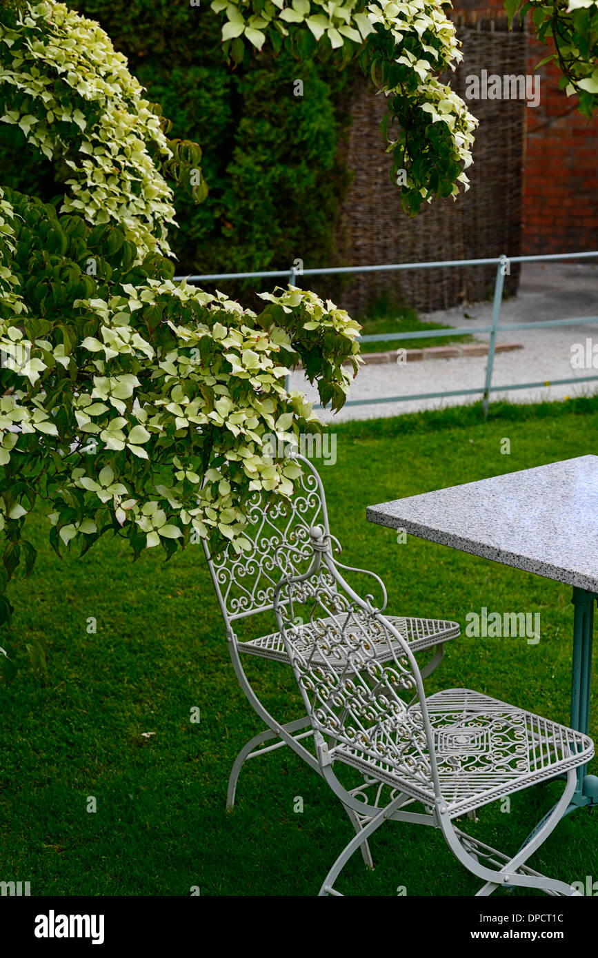 cornus kousa white flowers garden table chairs flowering tree mount ...