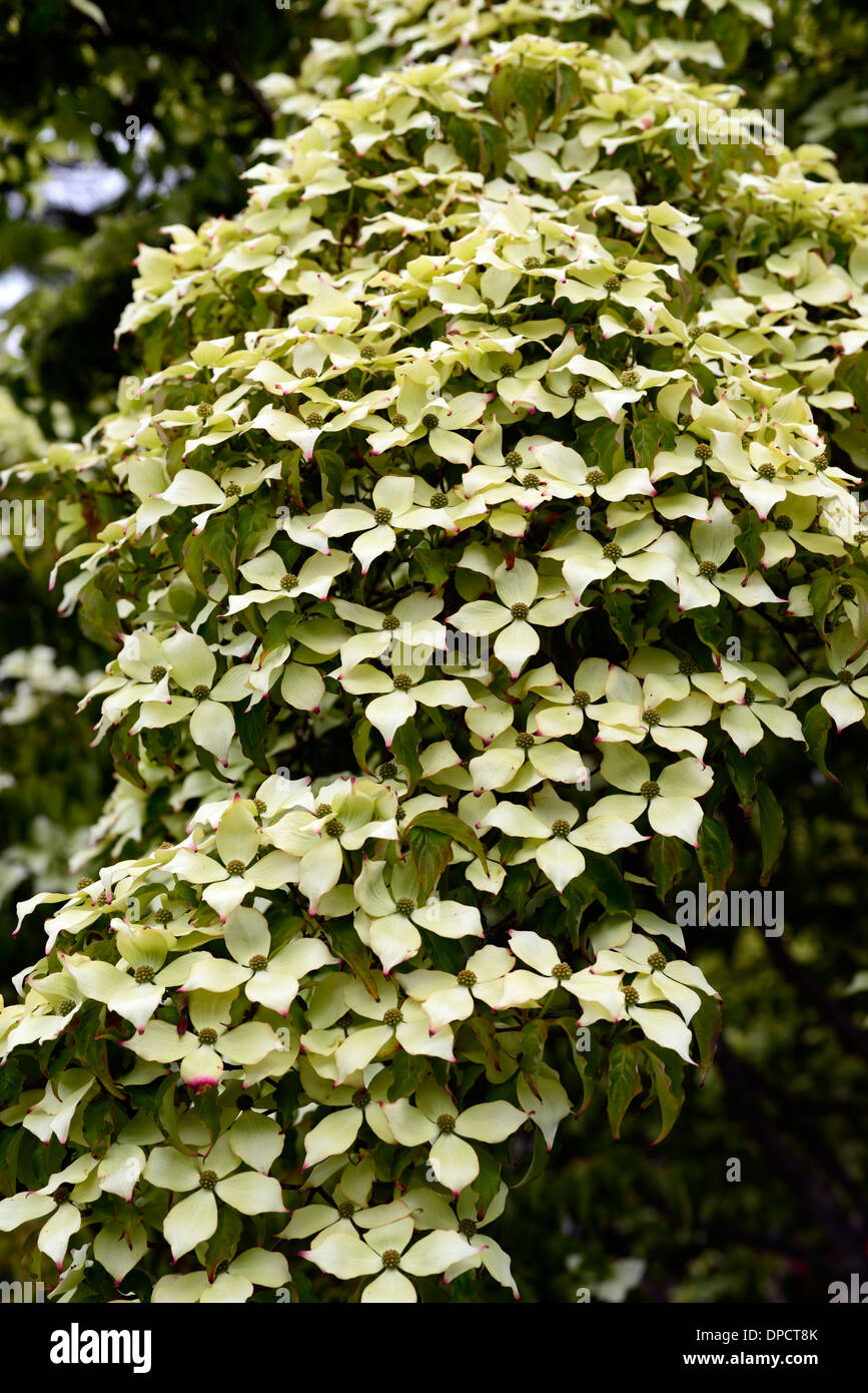 cornus kousa white flowers flowering tree mount usher gardens avoca ...