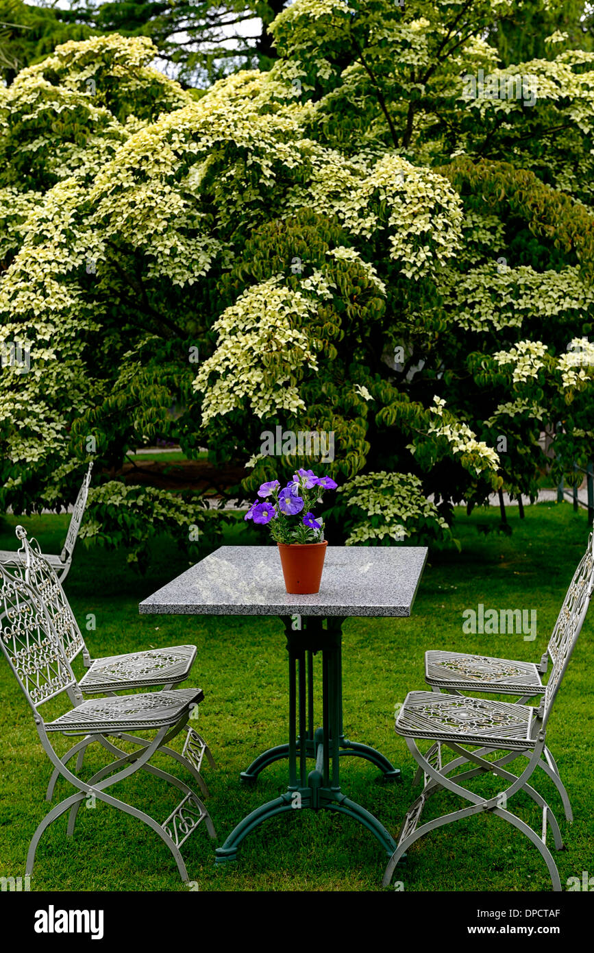 cornus kousa white flowers garden table chairs flowering tree mount ...