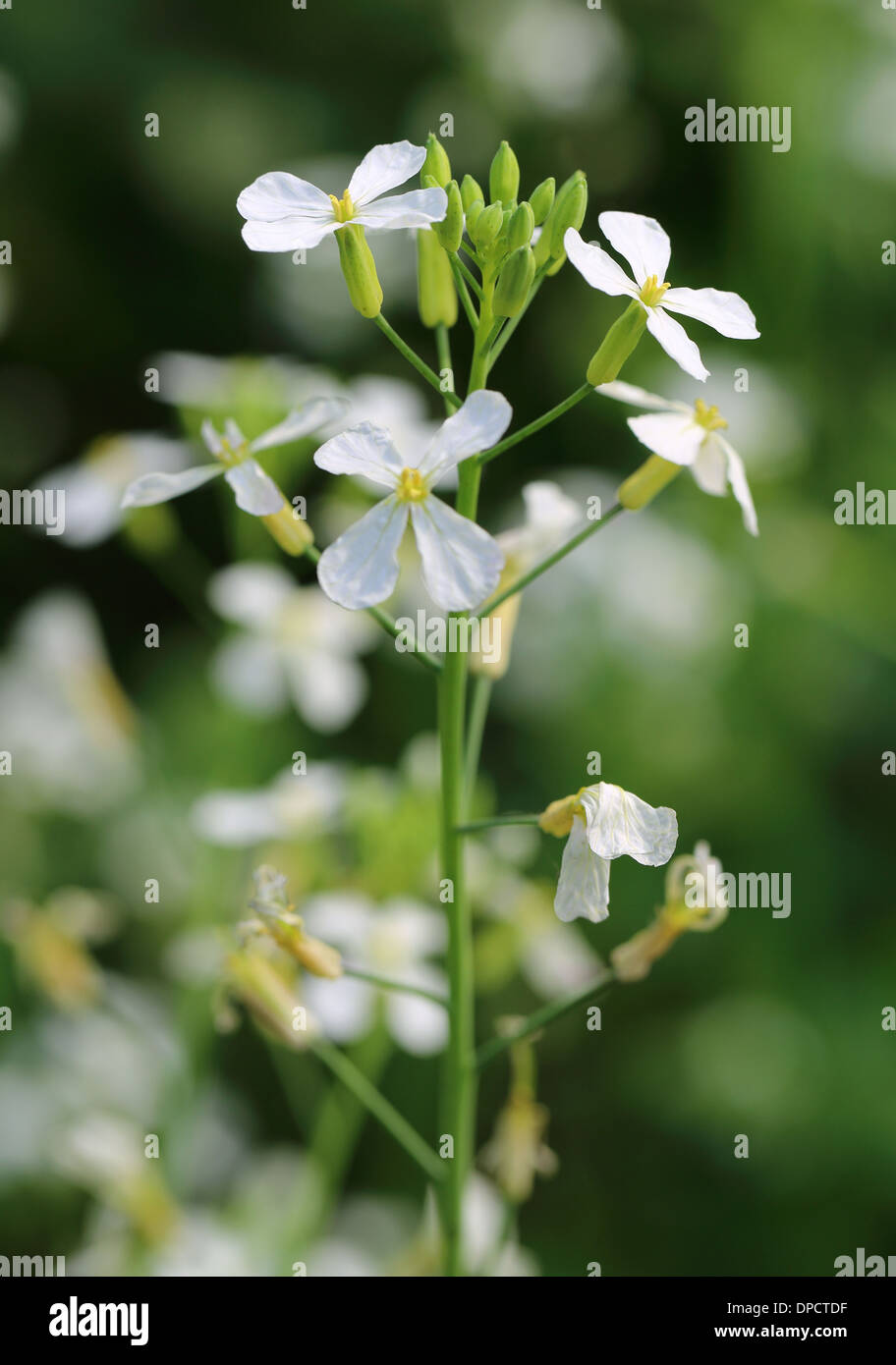 Close up of radish flower in nature Stock Photo - Alamy
