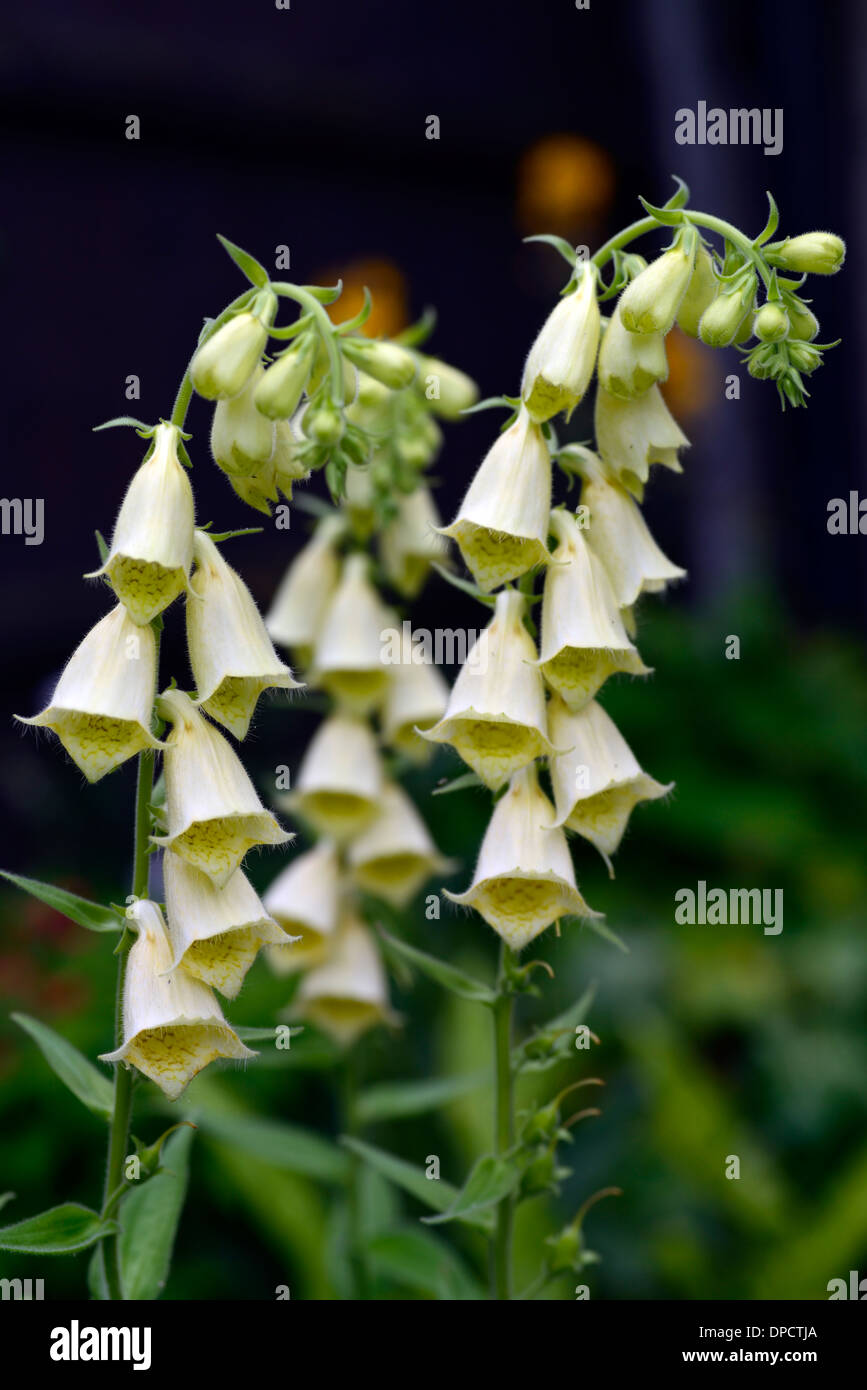 Digitalis grandiflora yellow foxglove hi-res stock photography and ...