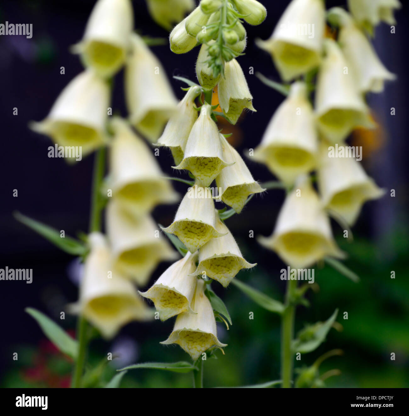 Digitalis grandiflora,yellow foxglove, Small Yellow Flowers flowering ...