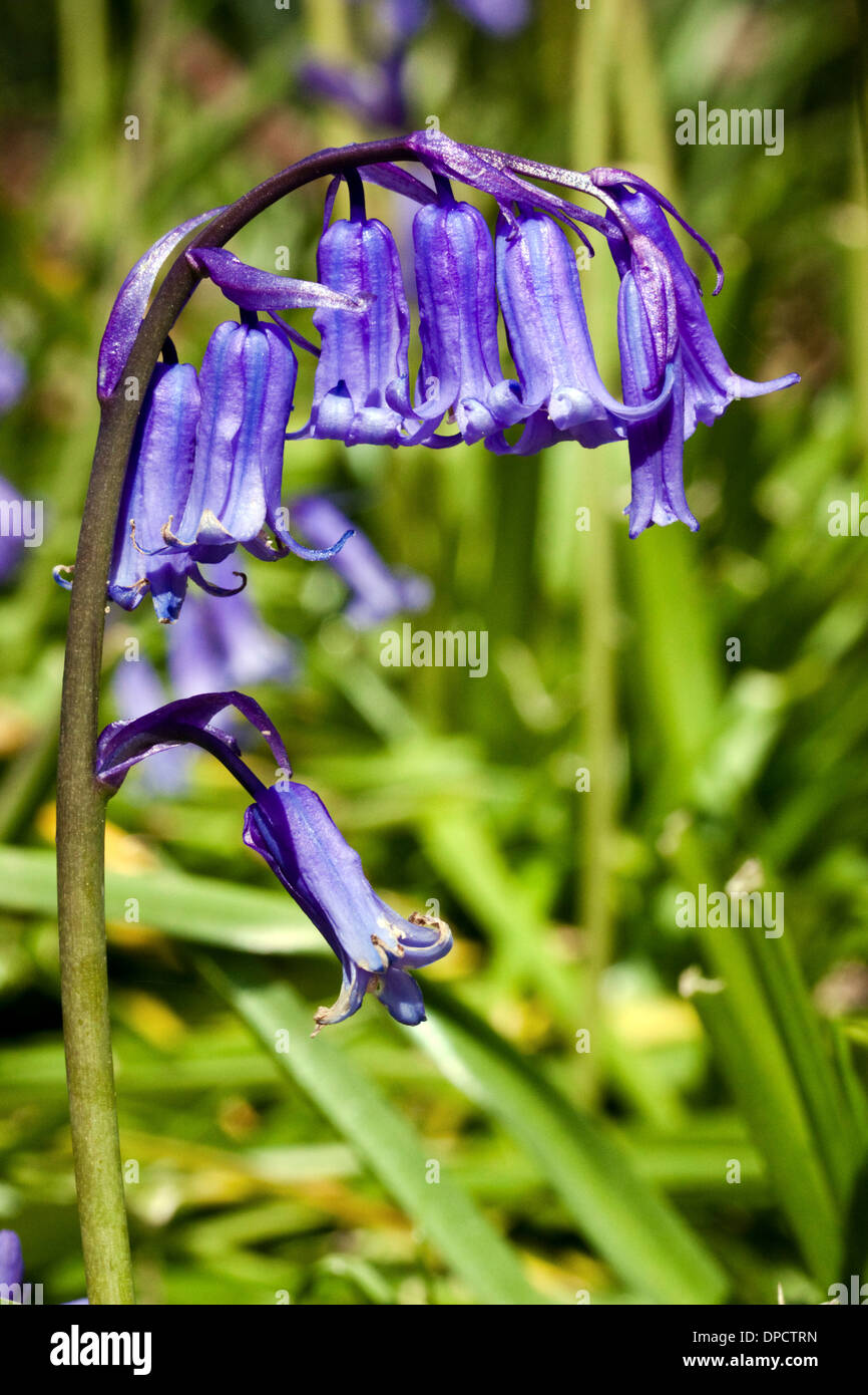 A single bluebell stem growing in a Norfolk wood Stock Photo - Alamy