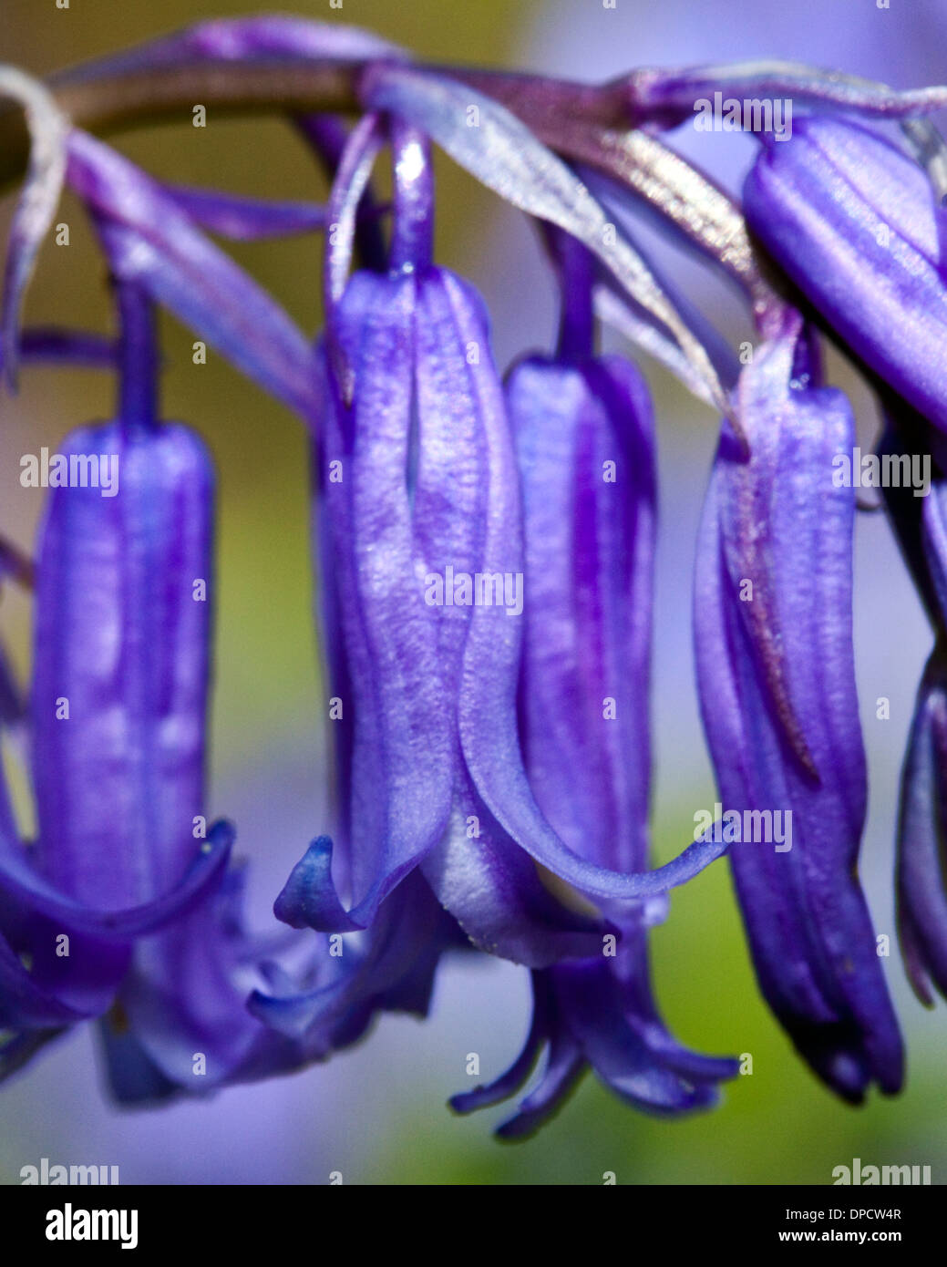 Close up of bluebells Stock Photo - Alamy