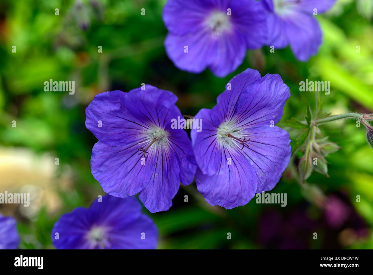 geranium rozanne blue flowers flowering summer closeup selective focus ...