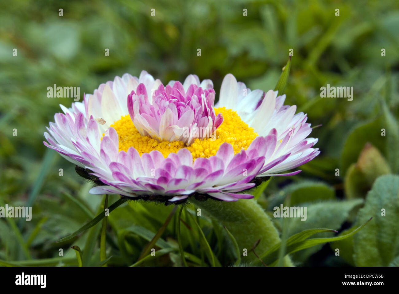 Double daisy hi-res stock photography and images - Alamy
