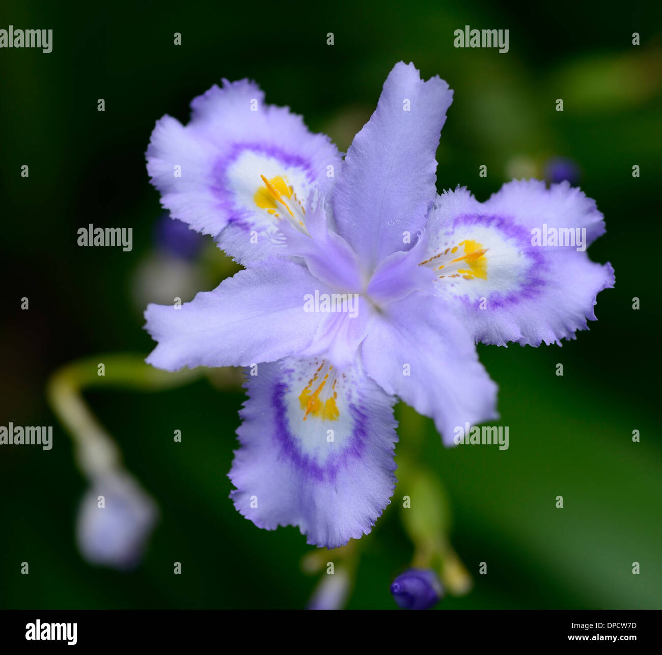 iris confusa martyn rix blue flower blooms blossoms bamboo iris crested ...