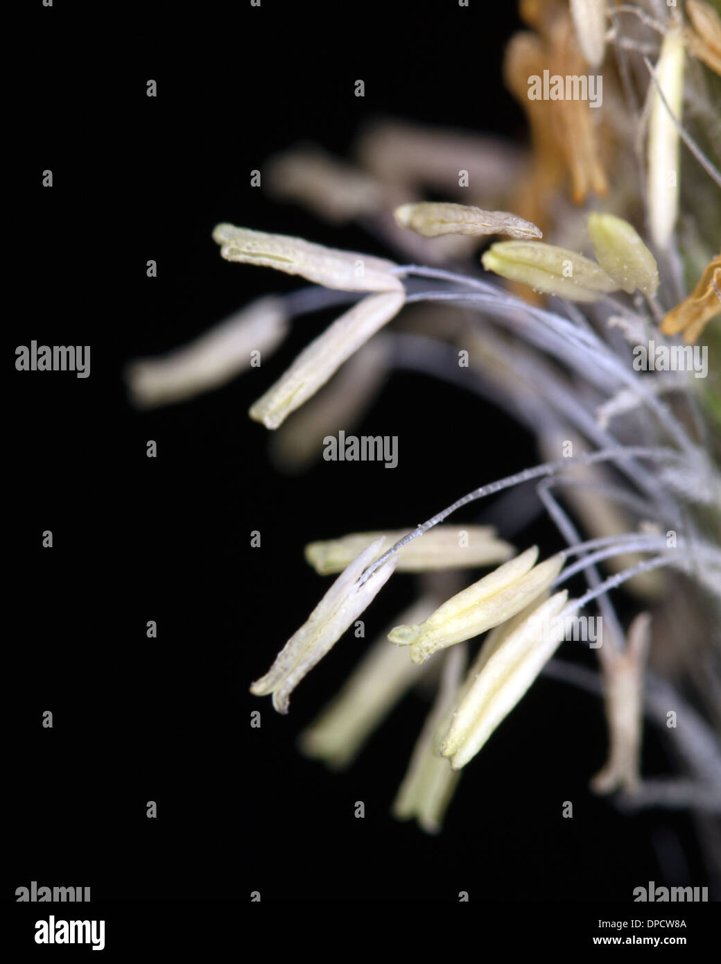 Macro grass anthers hi-res stock photography and images - Alamy