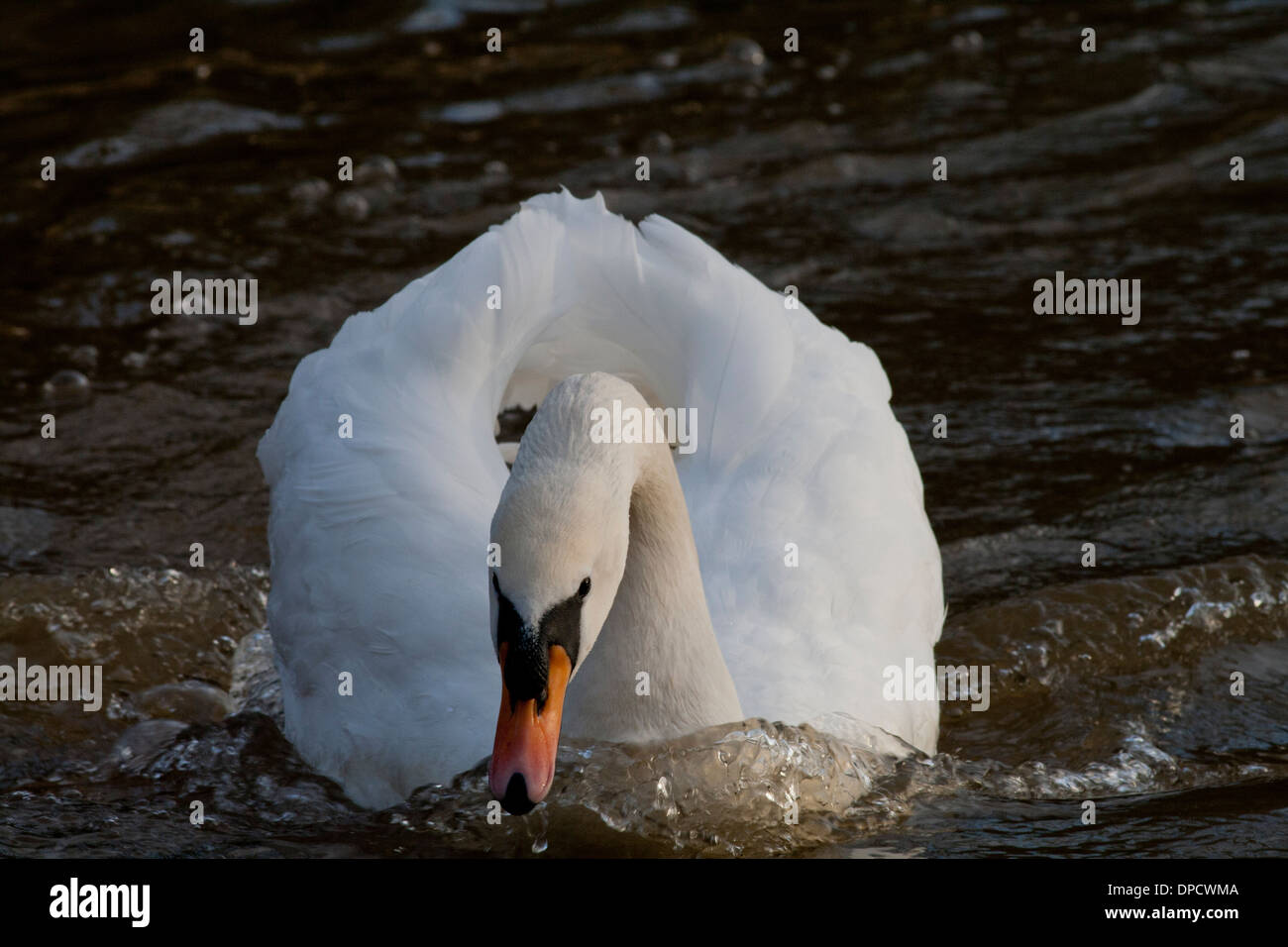 Swan ploughing through the water Stock Photo - Alamy