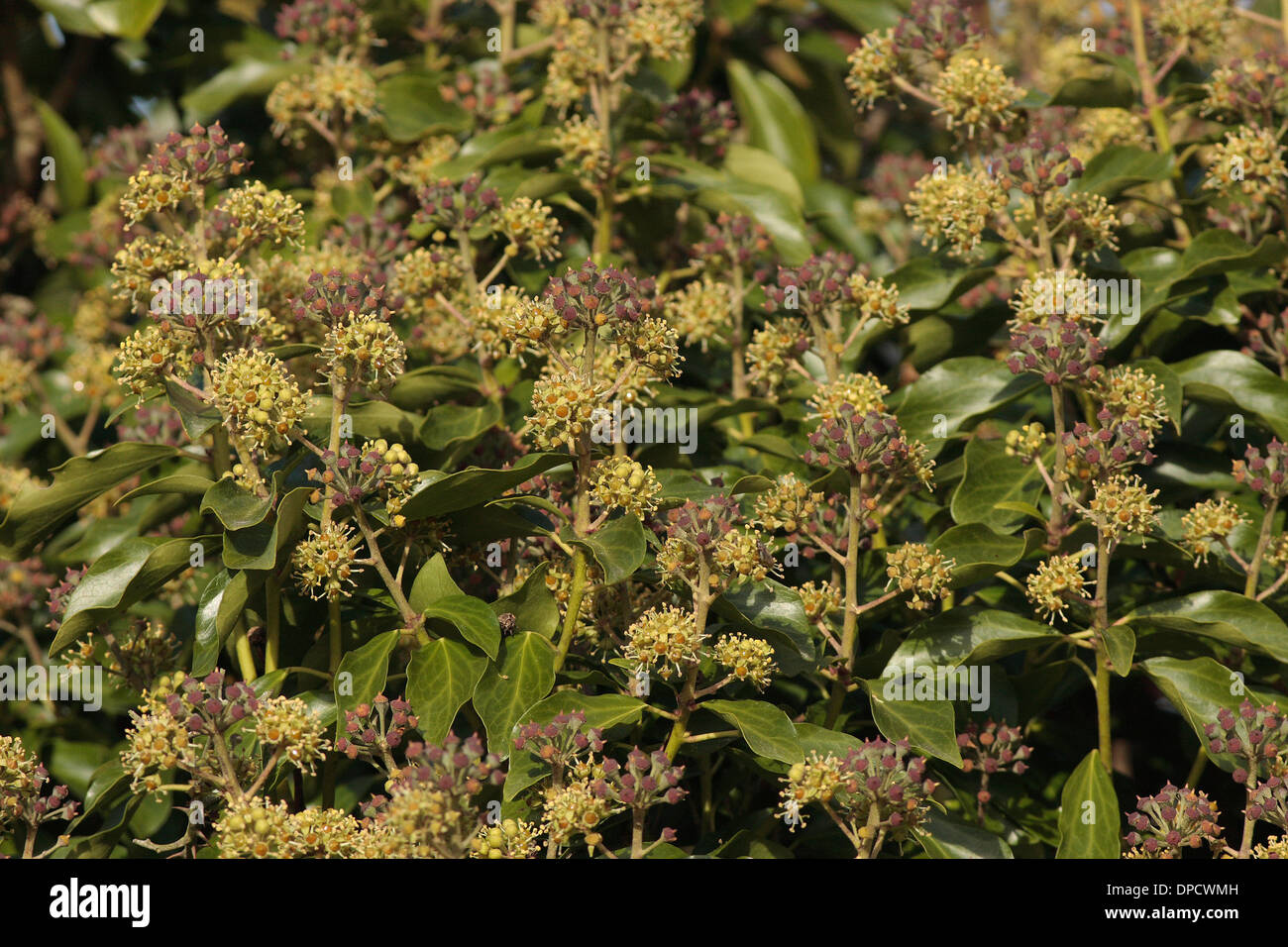 Ivy in flower hi-res stock photography and images - Alamy