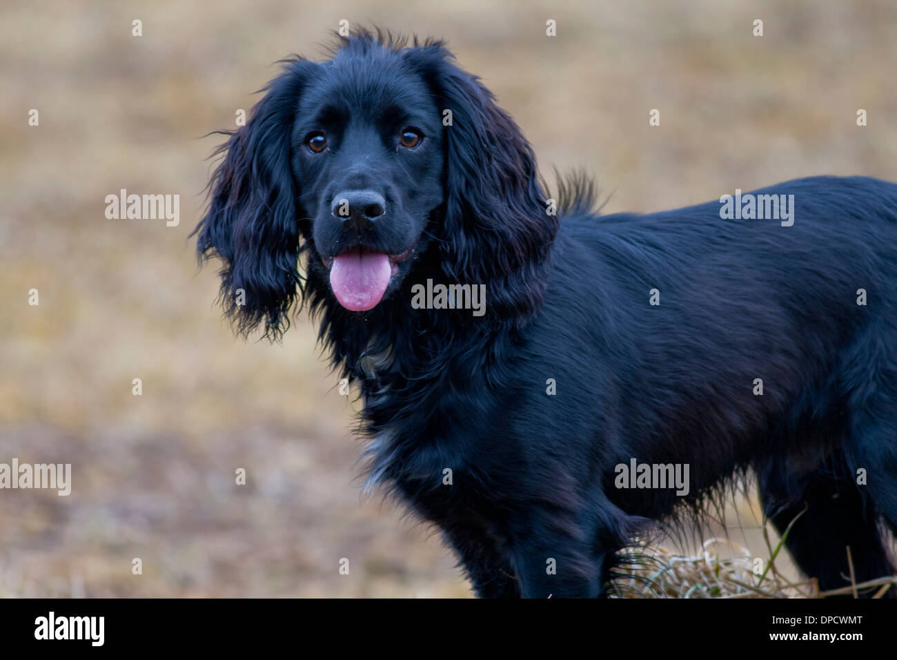 Black cocker spaniel hi-res stock photography and images - Alamy