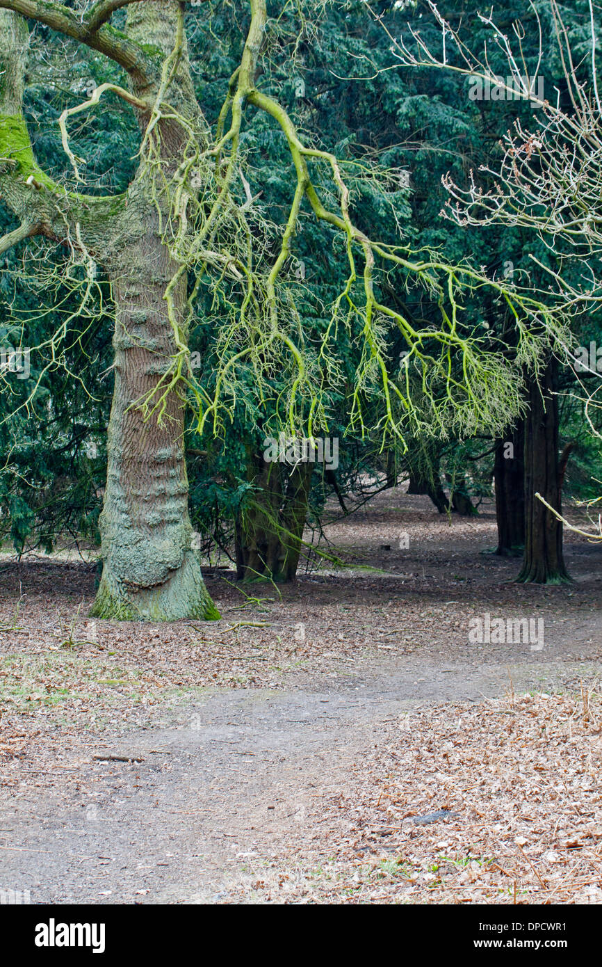 Lichen tree hi-res stock photography and images - Alamy