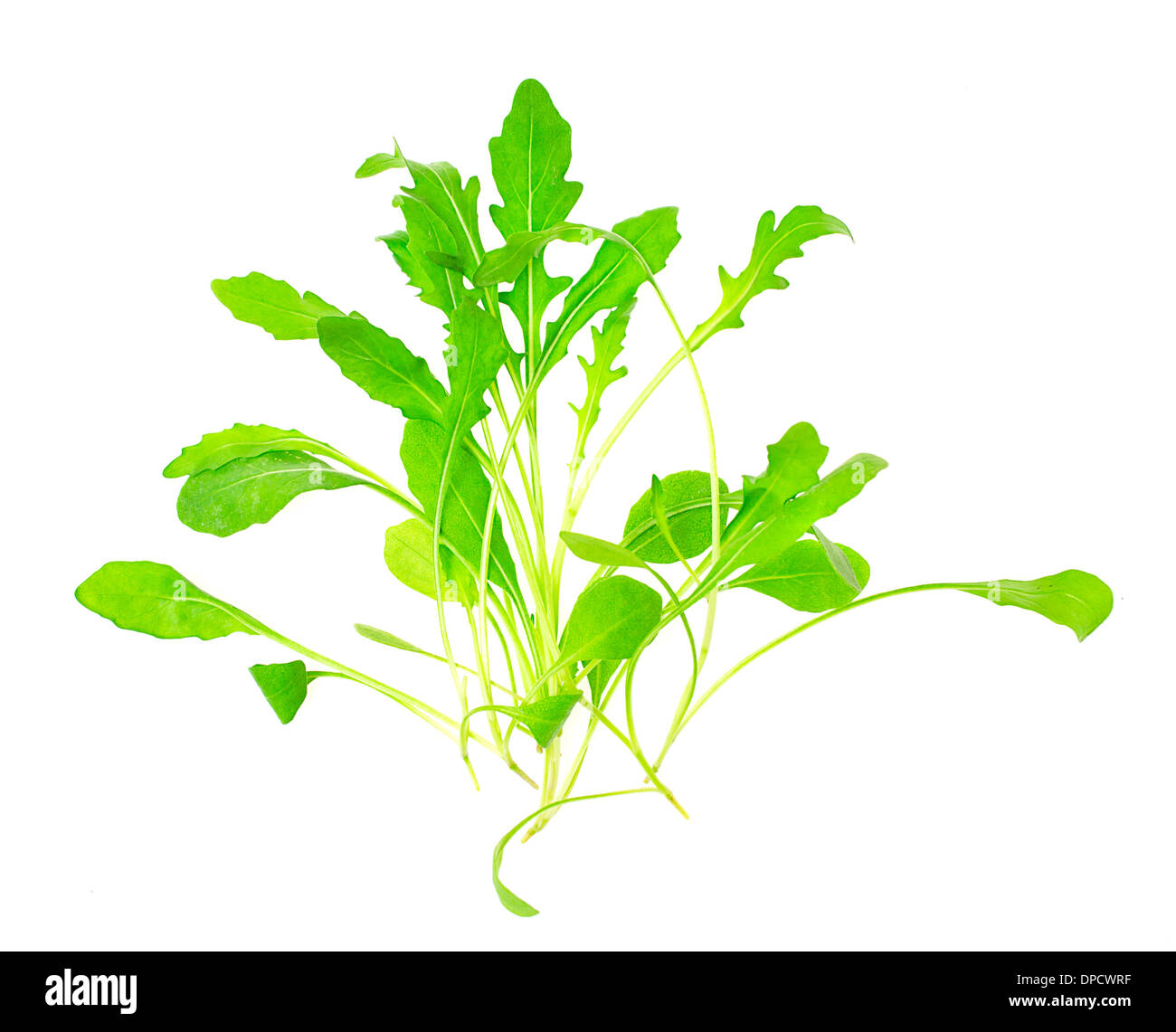 Green fresh rukola isolated on white background Stock Photo - Alamy