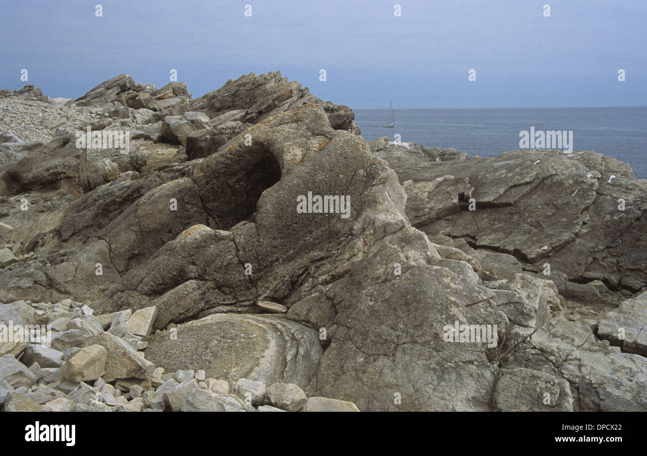 Prehistoric fossilised cycad in the Fossil Forest, above Lulworth Cove ...
